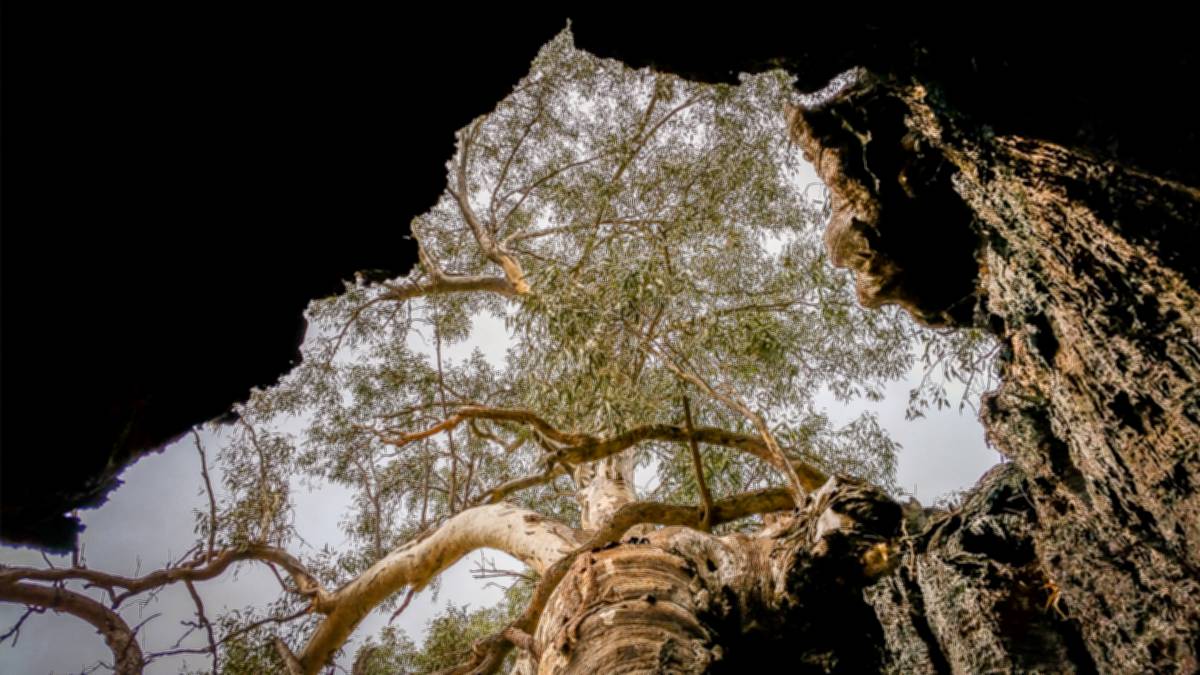 Aboriginal Birthing Tree | Goldfields Guide