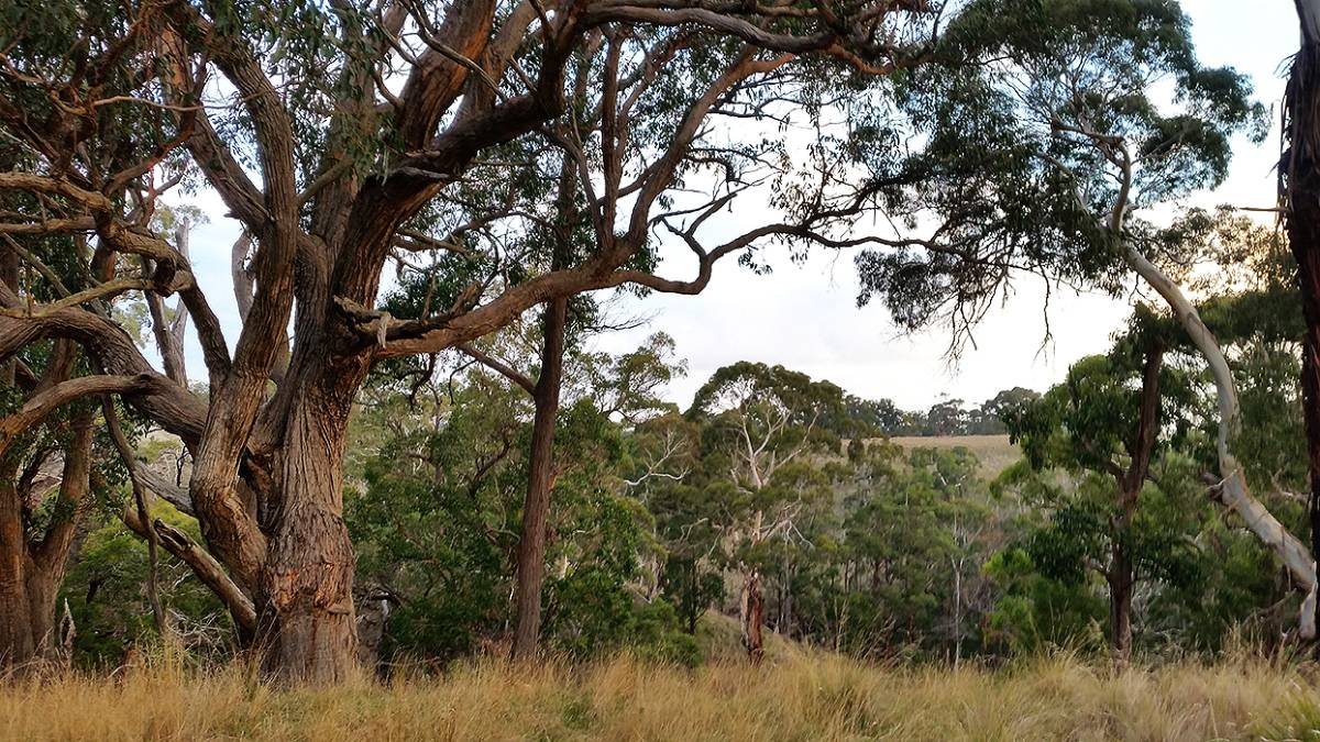 Moorabool Falls | Goldfields Guide