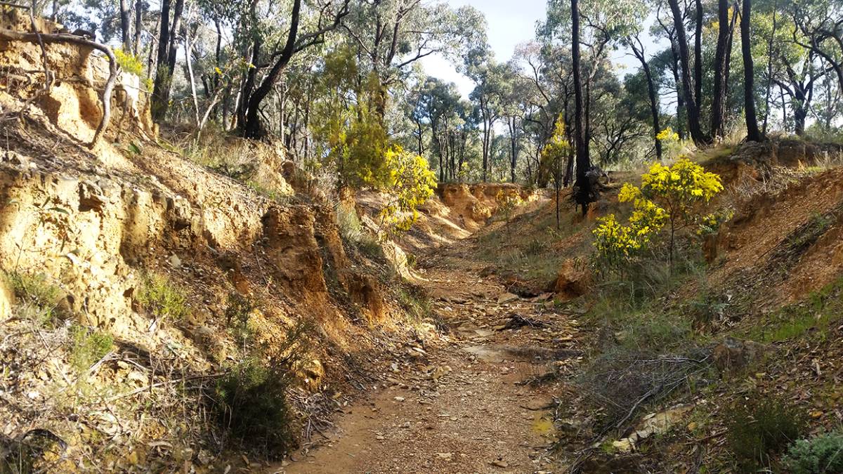 Dead Dog Gully Alluvial Gold Workings | Goldfields Guide