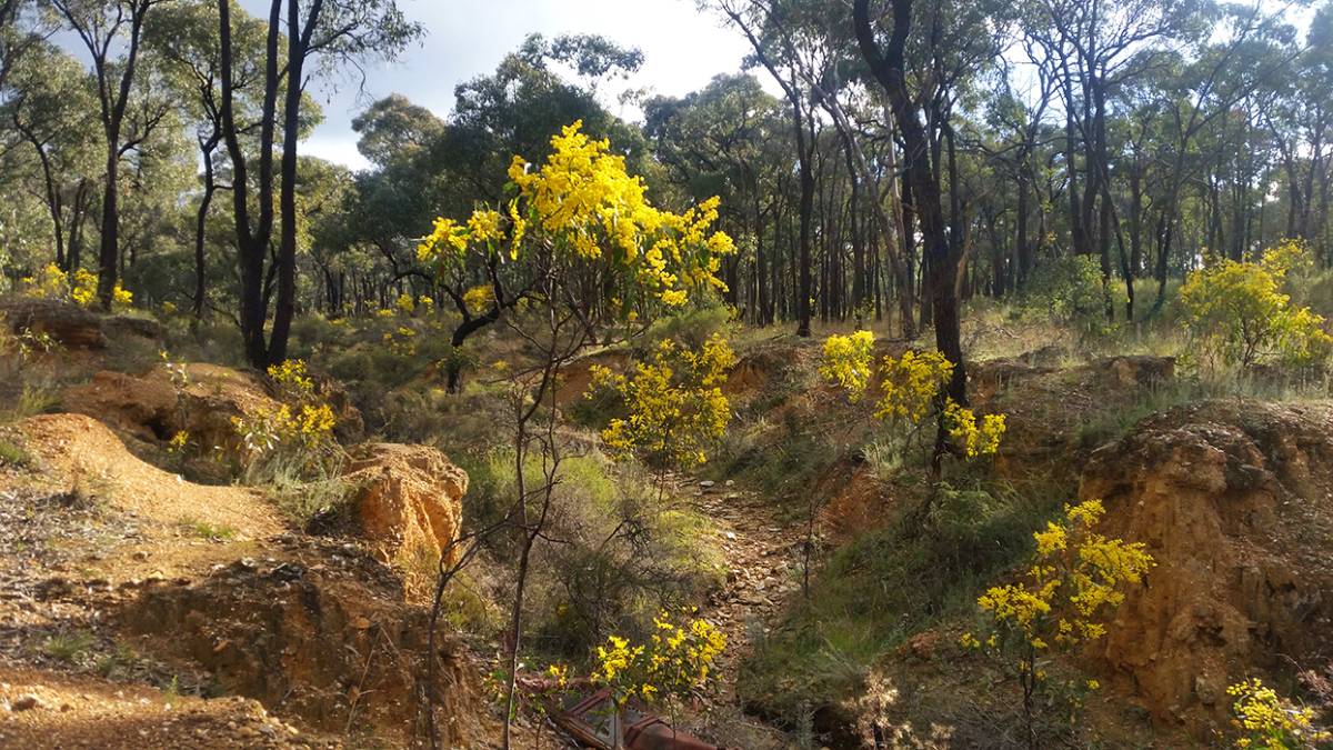 Dead Dog Gully Alluvial Gold Workings | Goldfields Guide