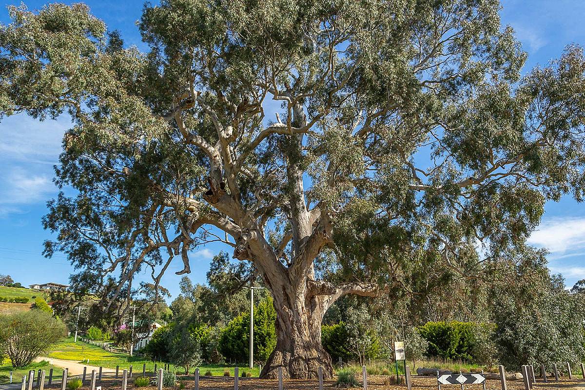 Big Tree Park | Goldfields Guide
