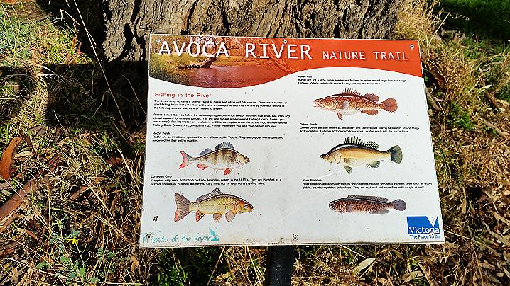 Avoca River Nature Trail | Goldfields Guide
