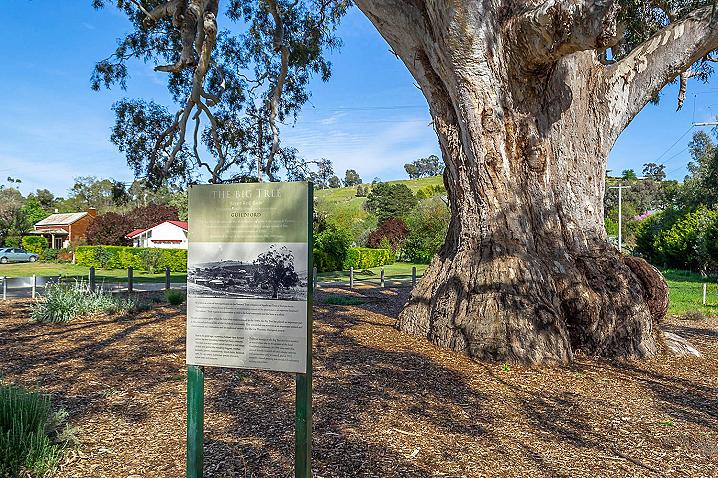 Big Tree Park | Goldfields Guide