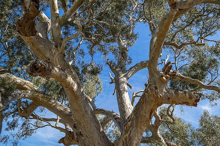 Big Tree Park | Goldfields Guide