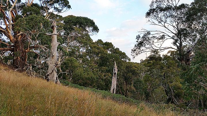 Moorabool Falls | Goldfields Guide