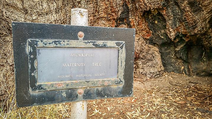 Aboriginal Birthing Tree | Goldfields Guide