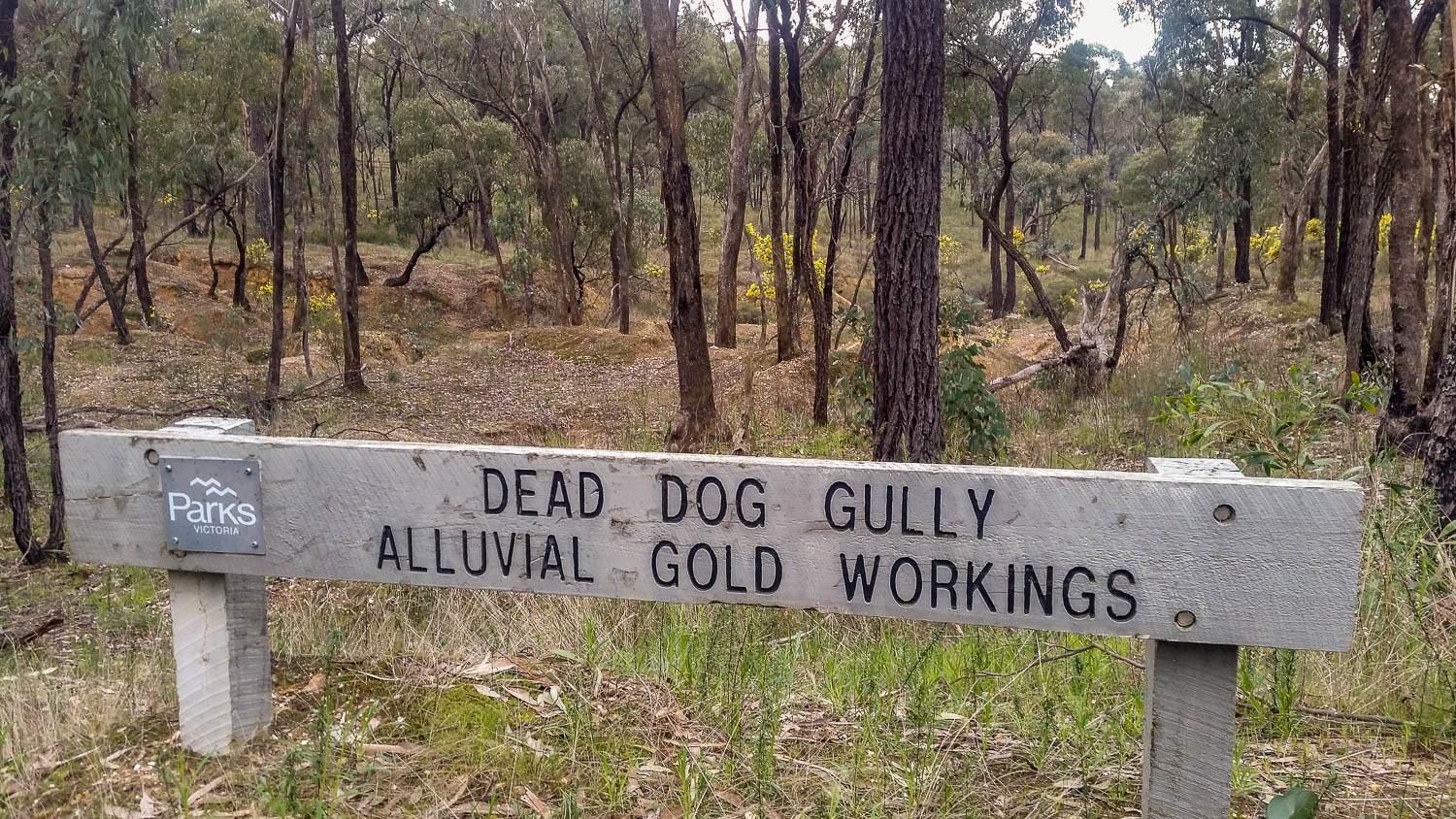 Dead Dog Gully Alluvial Gold Workings | Goldfields Guide