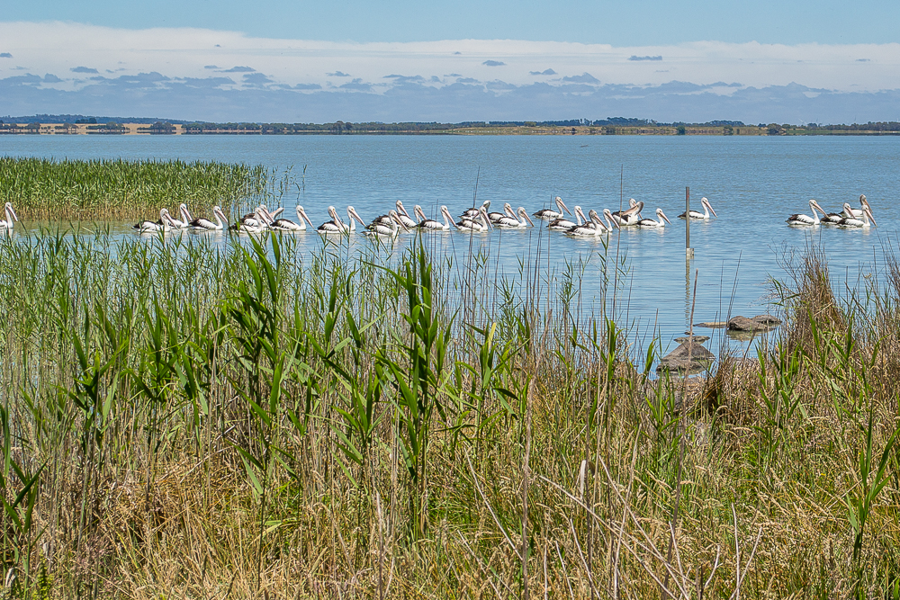 Lake Burrumbeet Nature Walk | Goldfields Guide