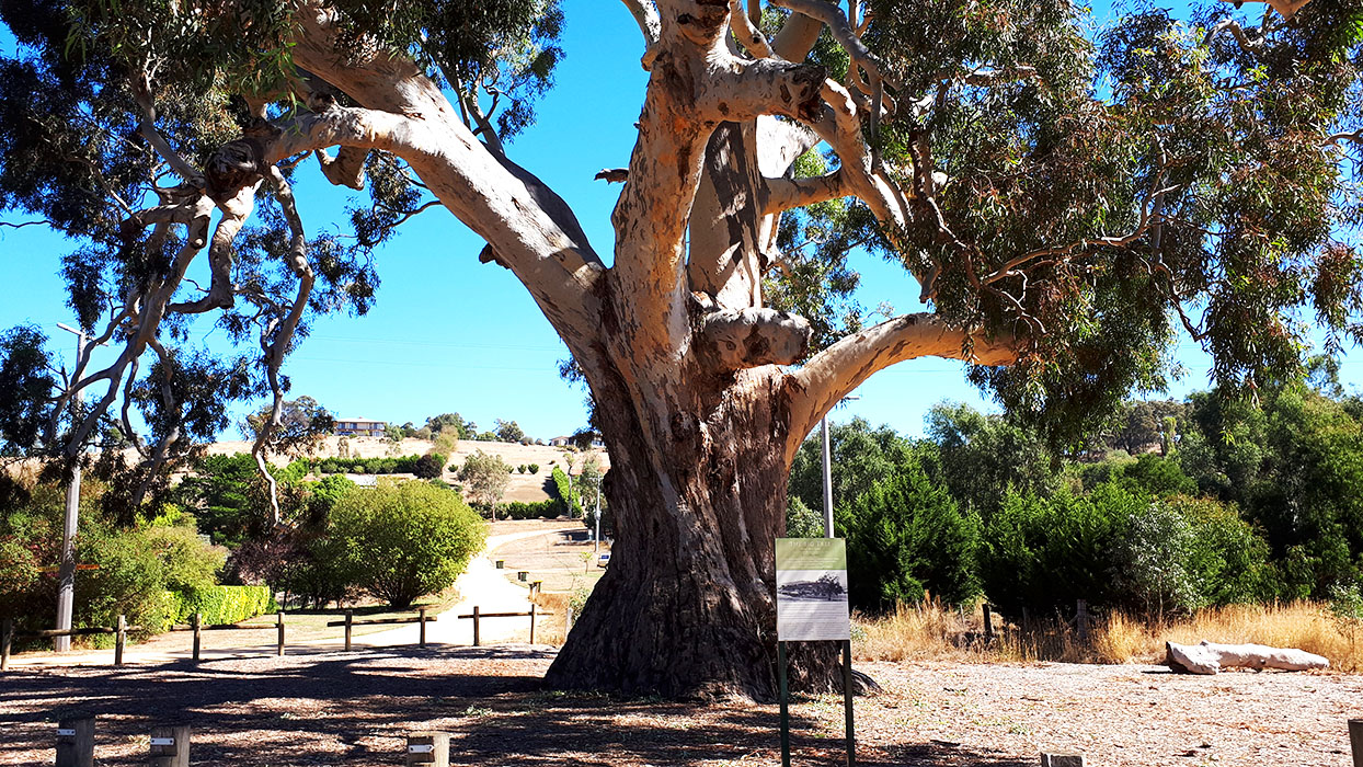 Big Tree Park | Goldfields Guide